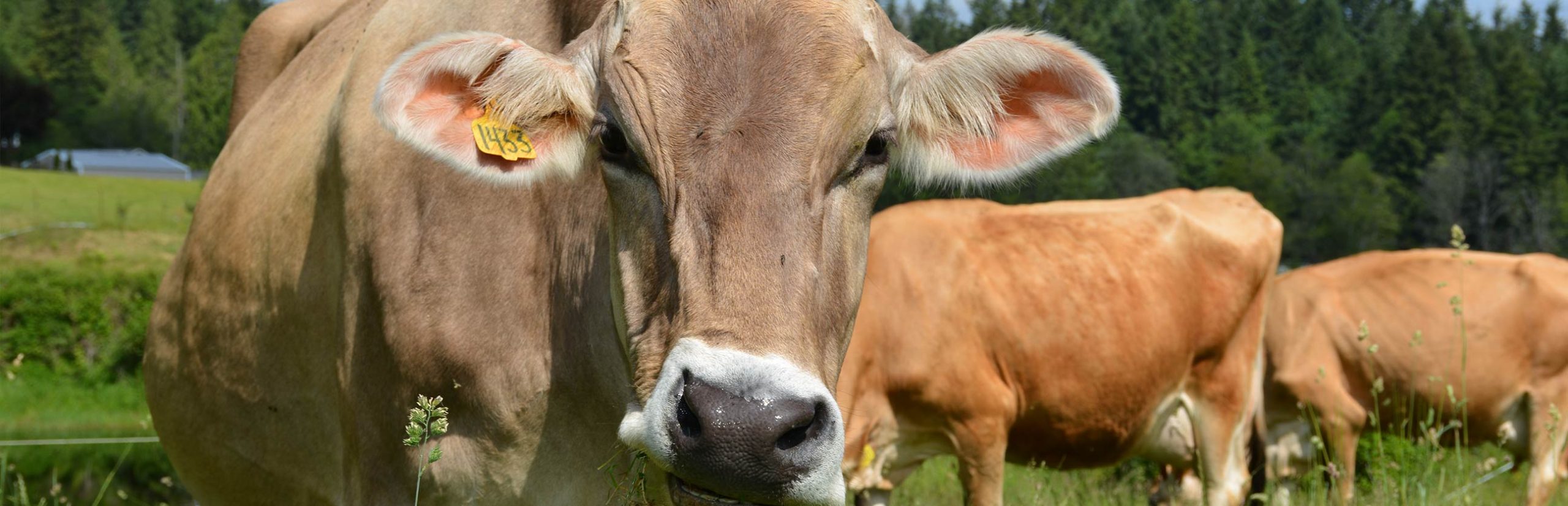 Cattle Wellness Care | Herd Health | Veterinary Services Chapel Hill, TN