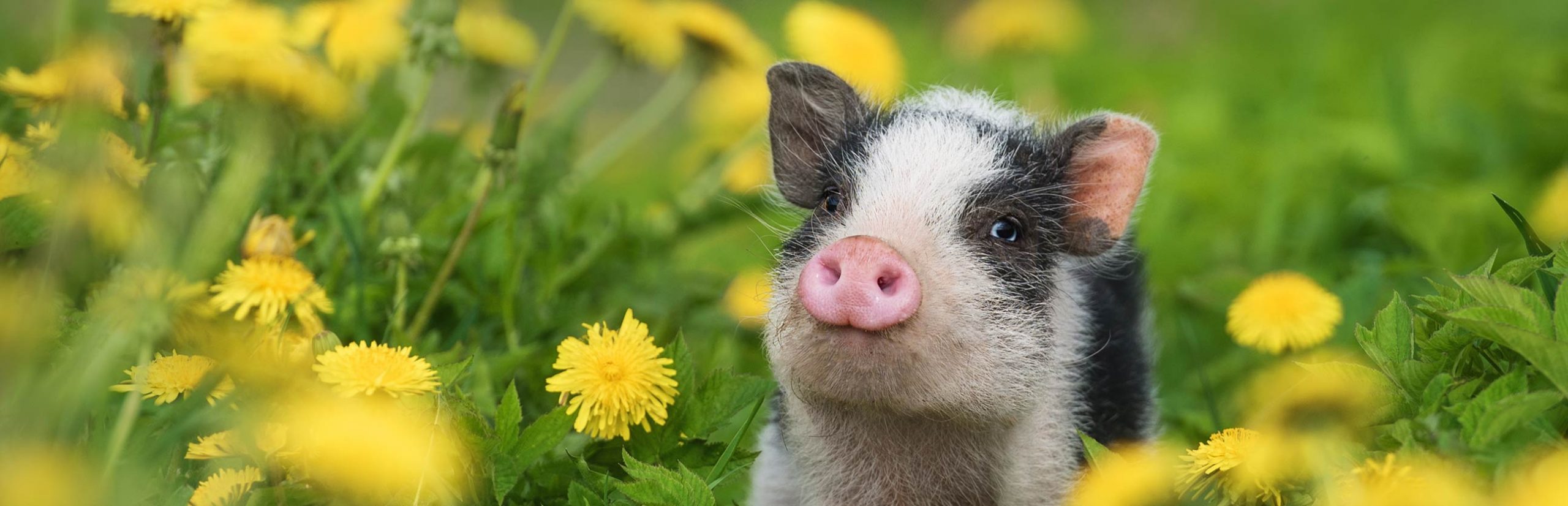 Pig Wellness Care | Pig Vet in Chapel Hill, TN | Chapel Hill, TN Pig Vet